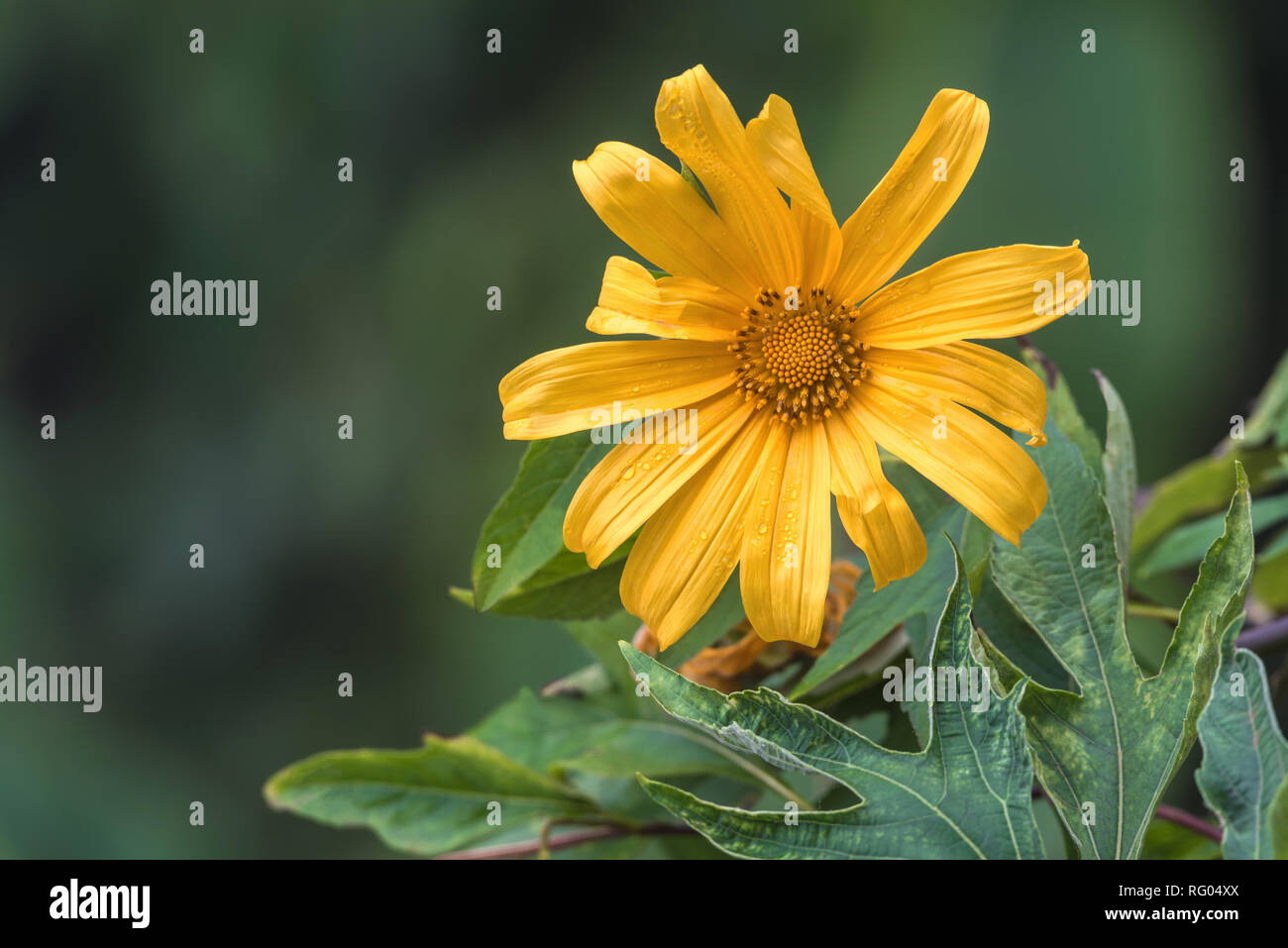 Tong blossom hi-res stock photography and images - Alamy