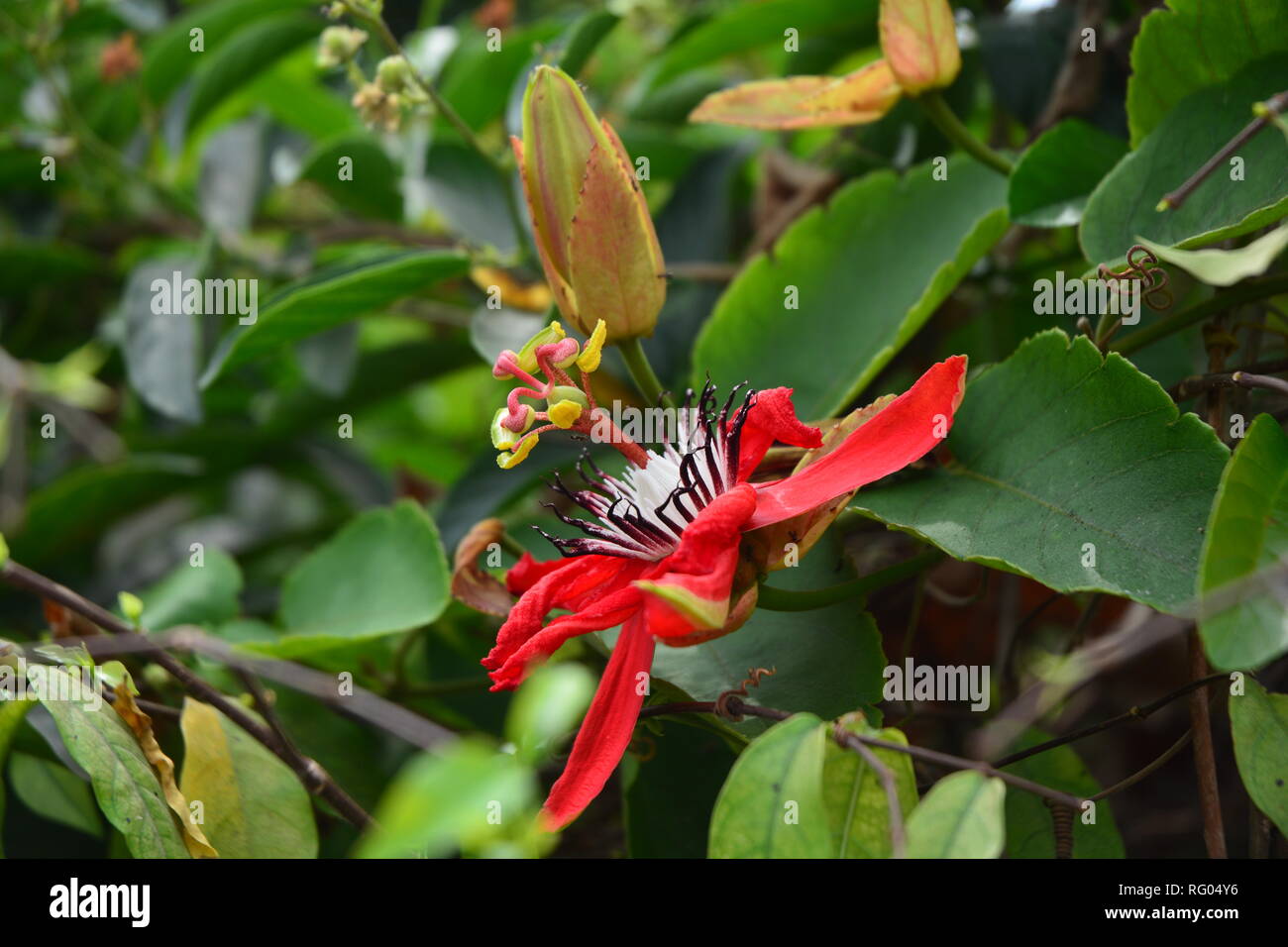 Amazon passion vine rainforest brazil hi-res stock photography and ...