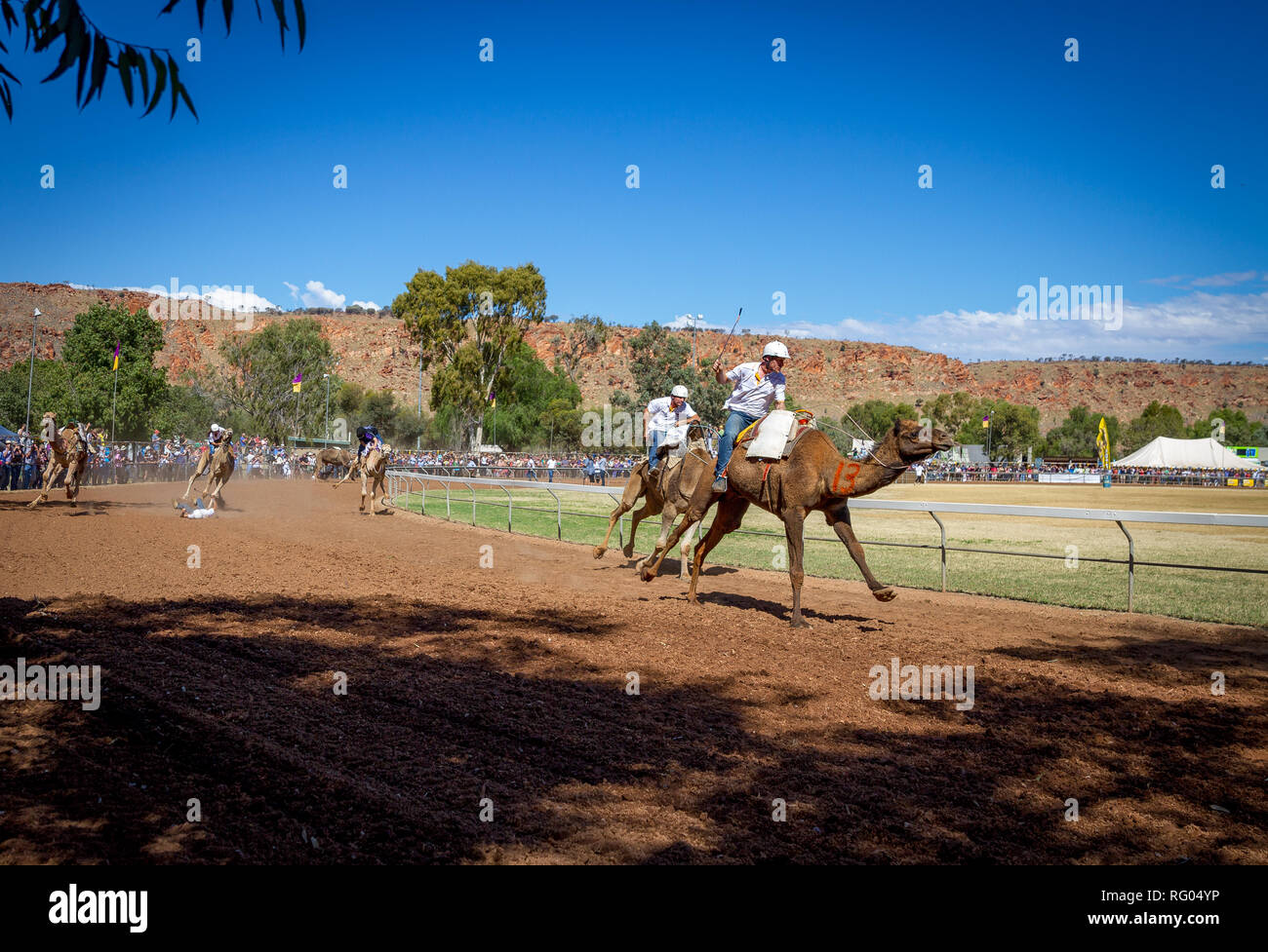 Alice springs animals hi-res stock photography and images - Alamy