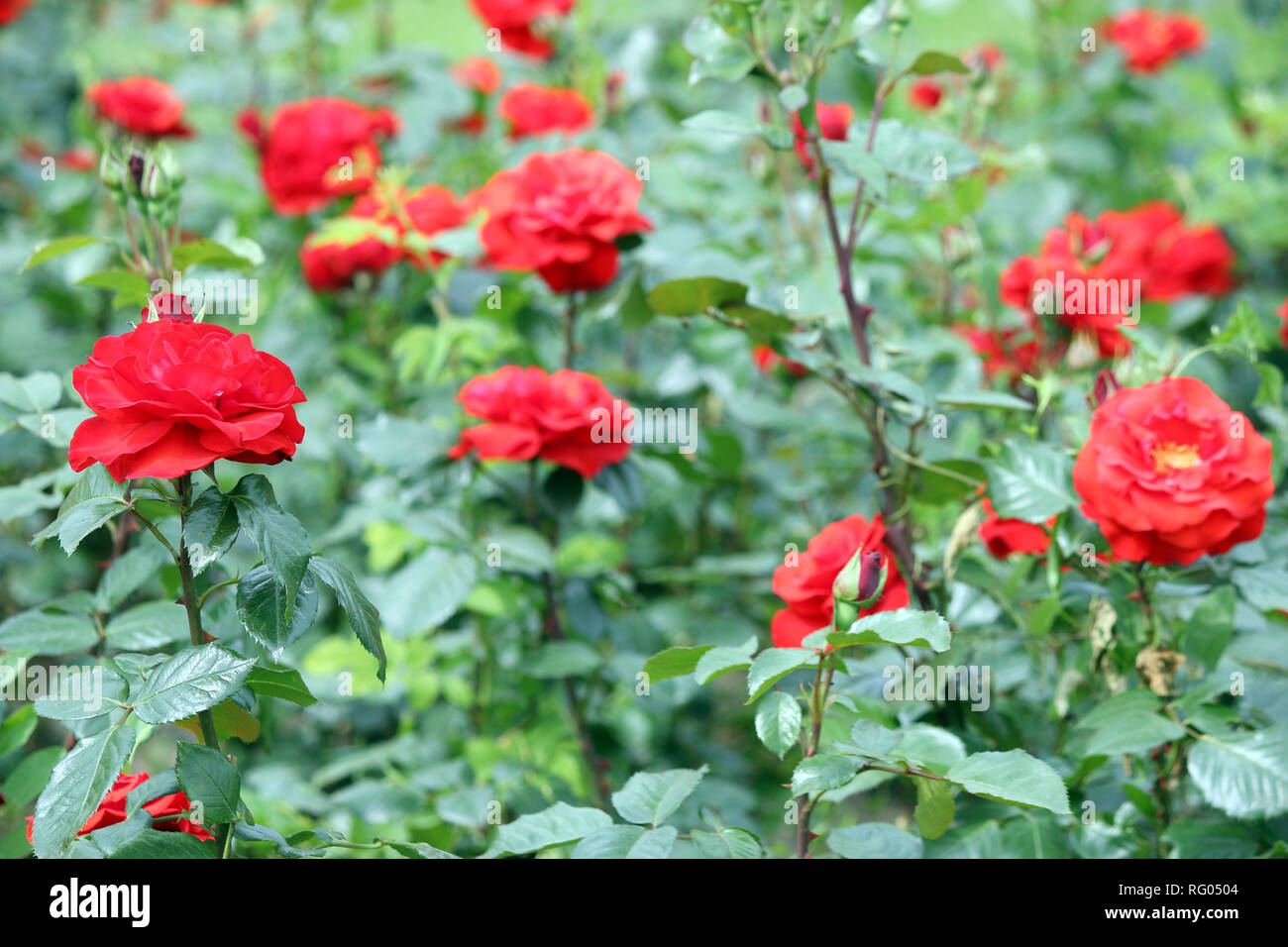 Gardening nature natural garden hi-res stock photography and images - Alamy
