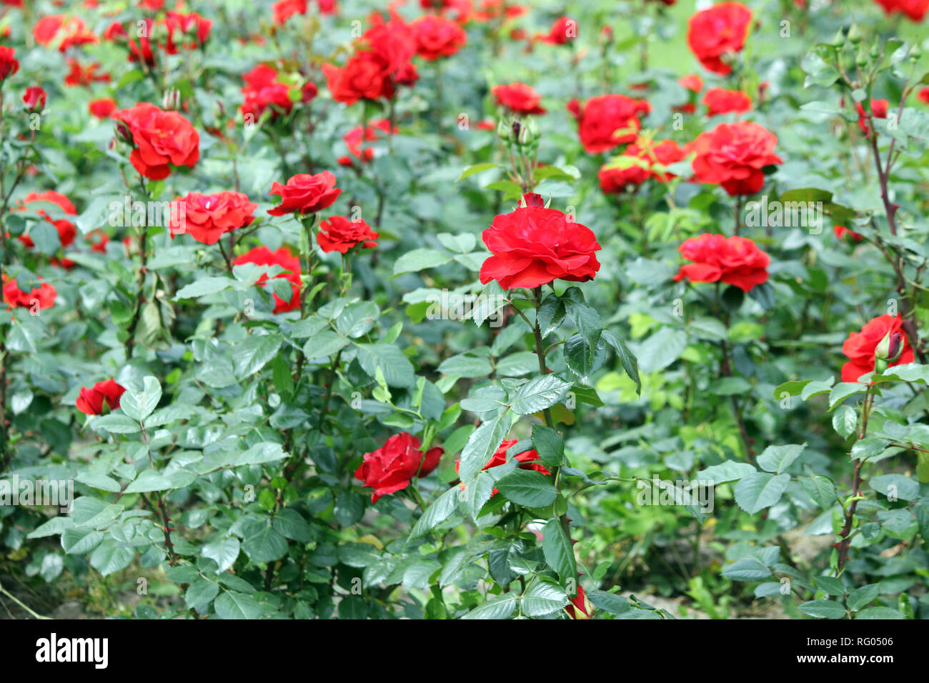 Spring garden with roses hi-res stock photography and images - Alamy