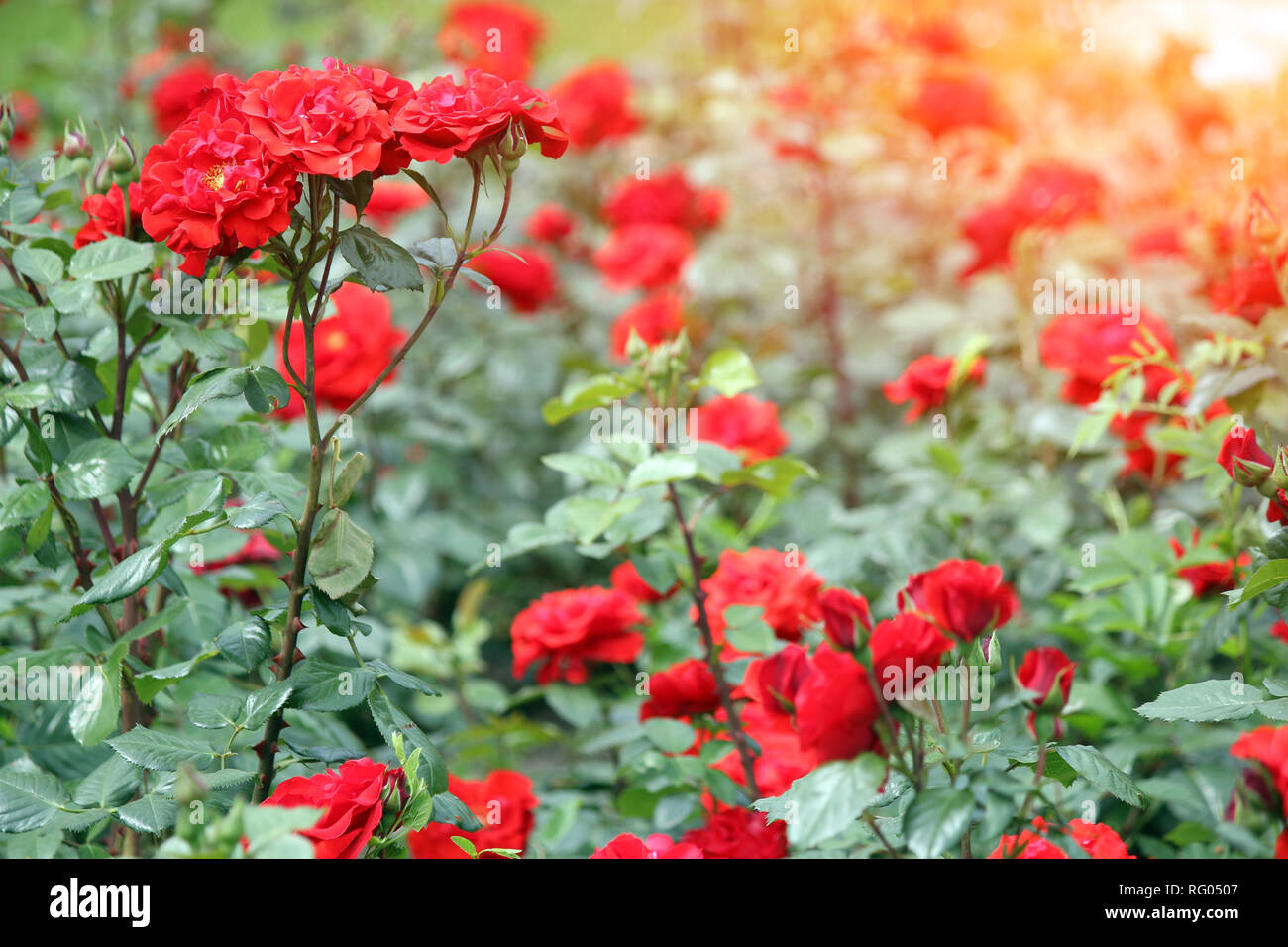 red roses in spring in the garden Stock Photo - Alamy