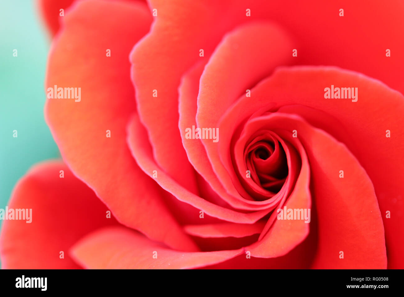 Rose flower macro hi-res stock photography and images - Alamy