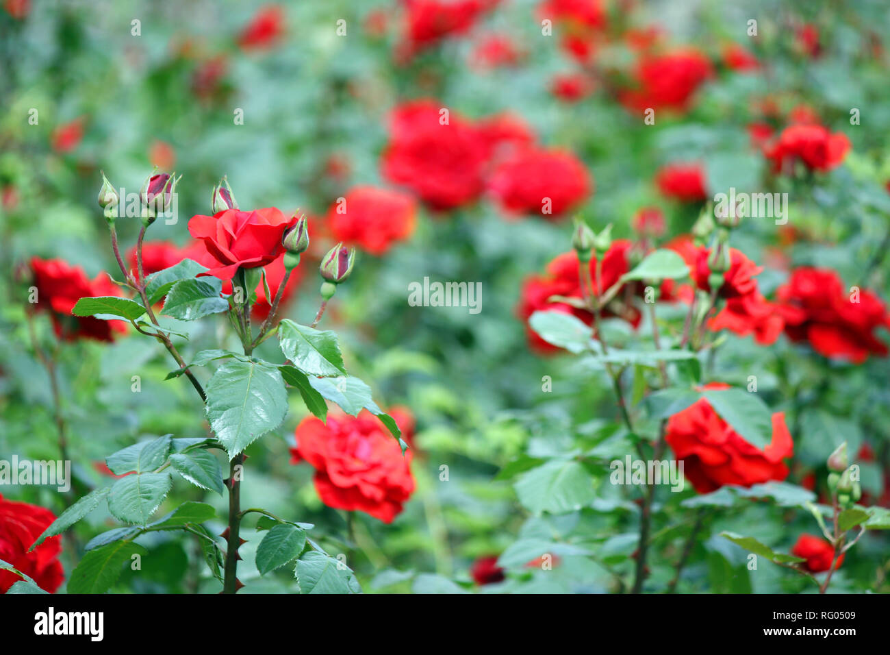 Red roses summer day blooming red rose hi-res stock photography and ...