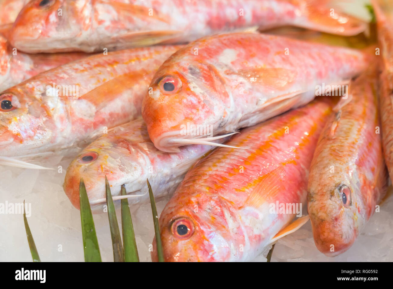 Mullet fish hi-res stock photography and images - Alamy