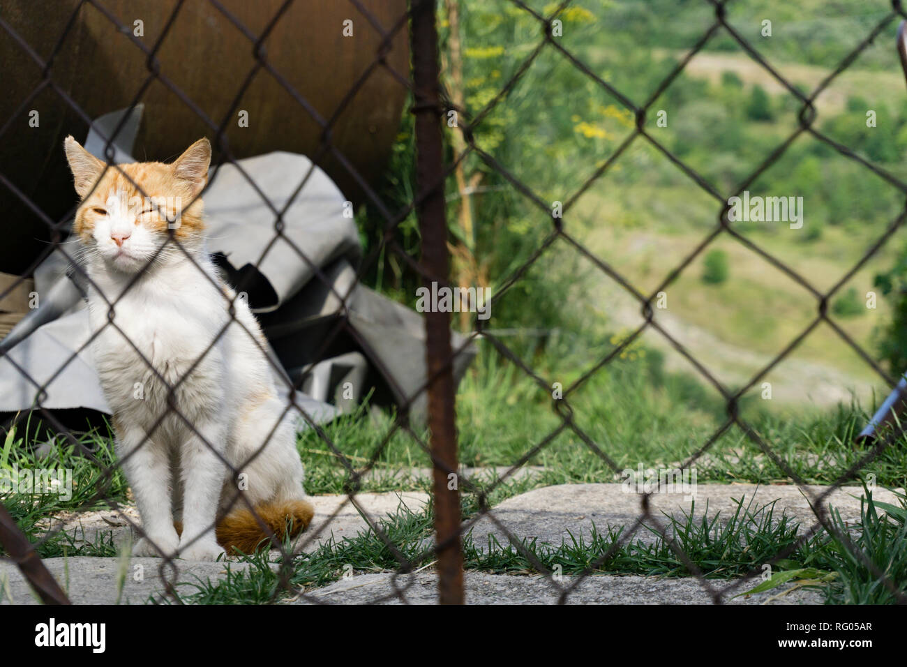 Tree behind cage hi-res stock photography and images - Alamy
