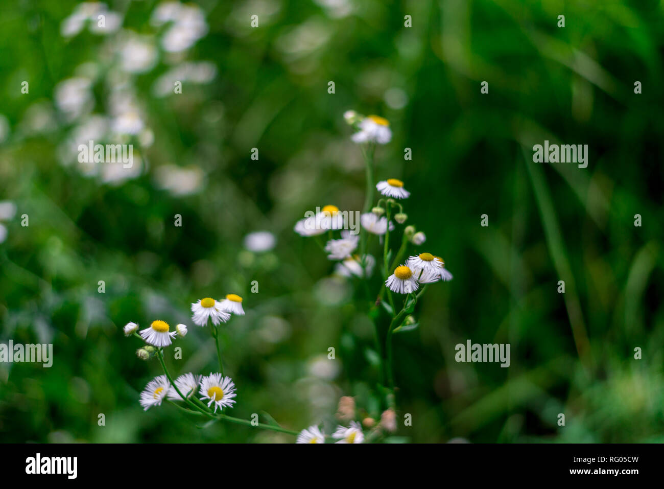 Photos of some small white flowers, Great Himalayan National Park ...
