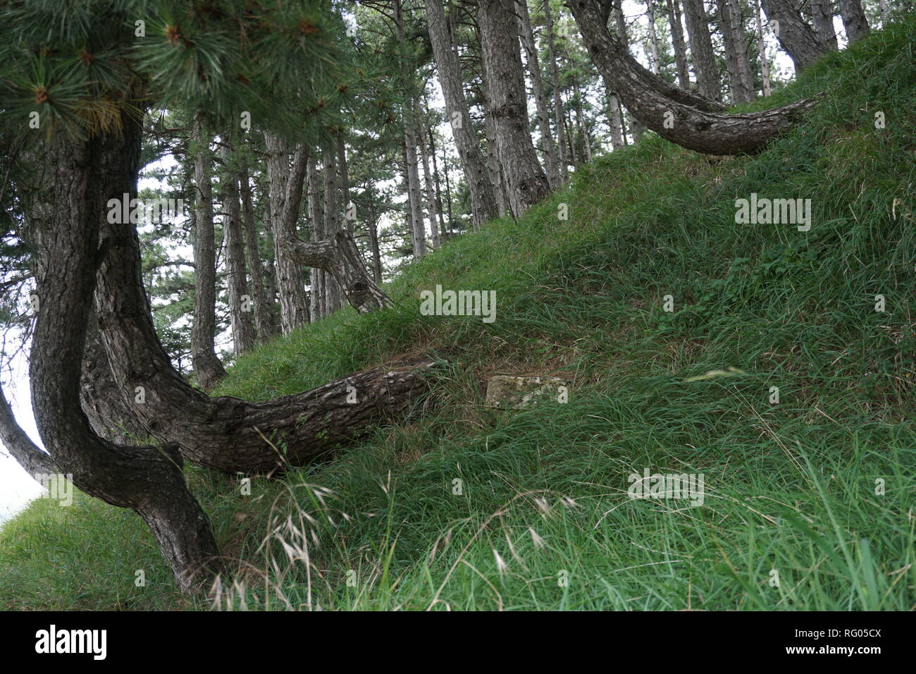 tree with strange shape Stock Photo - Alamy