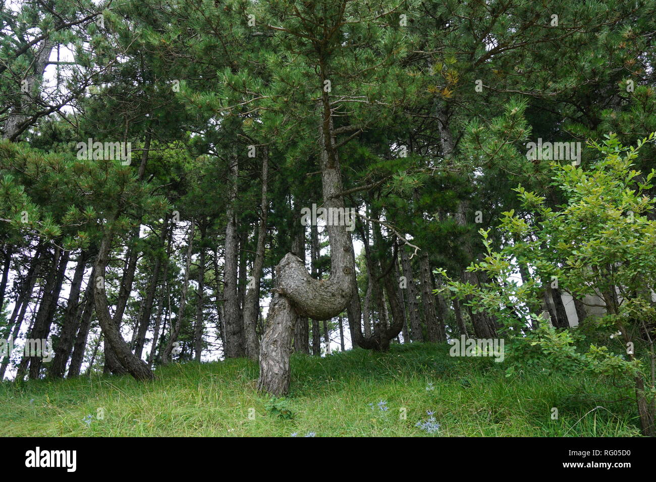 tree with strange shape Stock Photo - Alamy