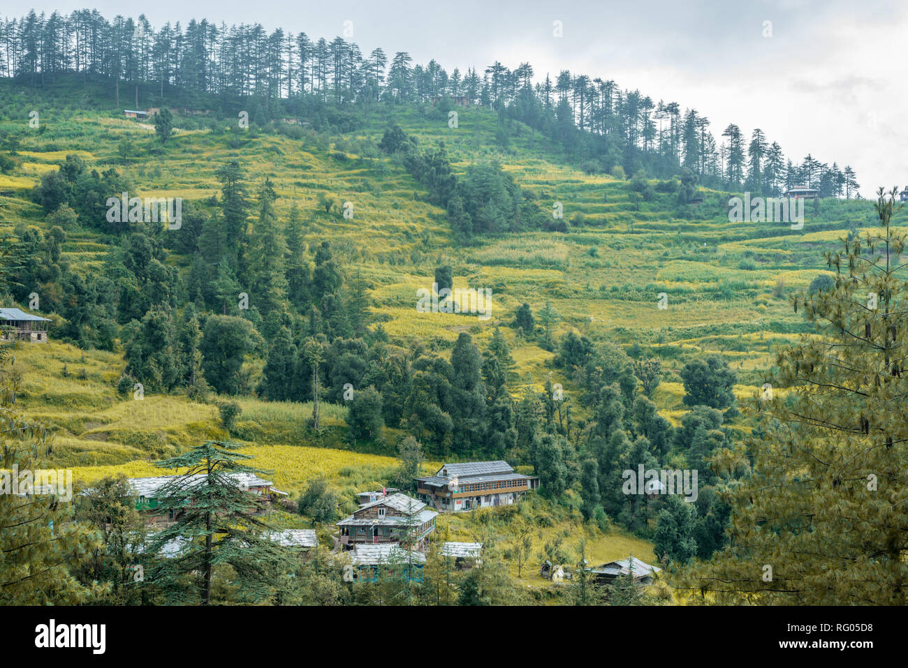 Deodar Tree High Resolution Stock Photography and Images - Alamy