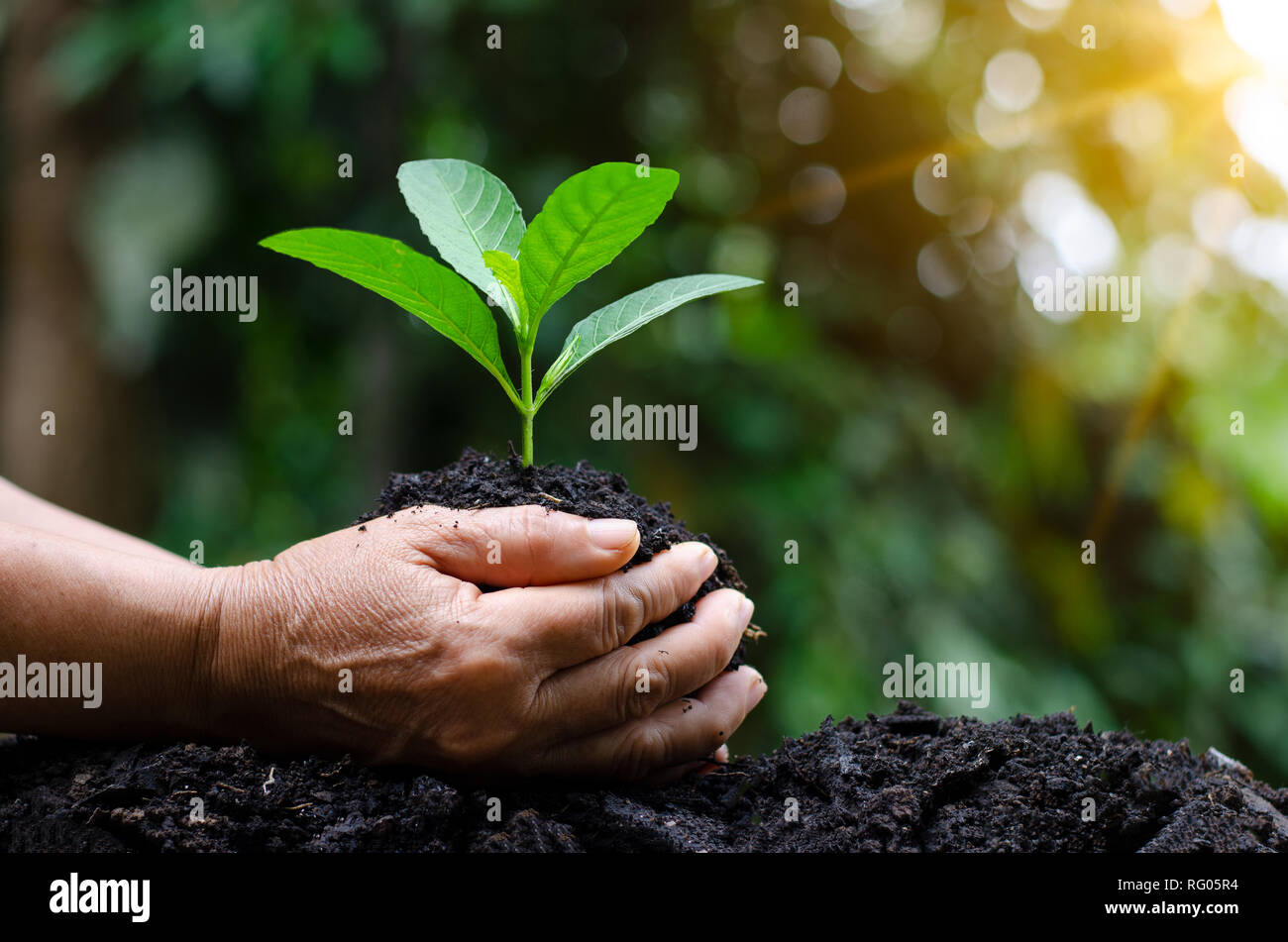 In the hands of trees growing seedlings. Bokeh green Background Female ...