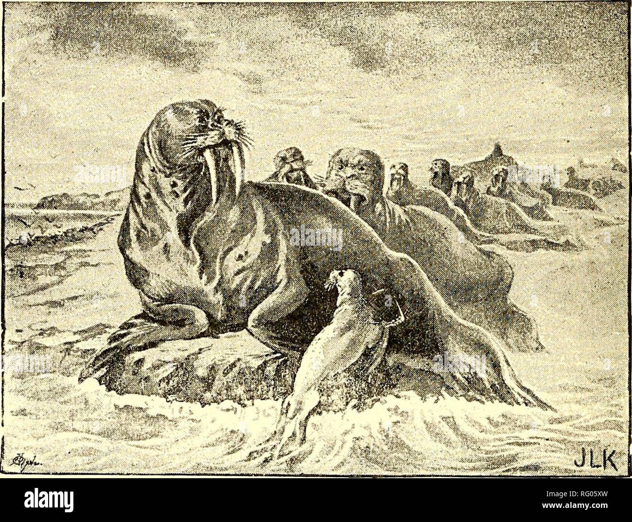 "The jungle book" (1894 Stock Photo - Alamy