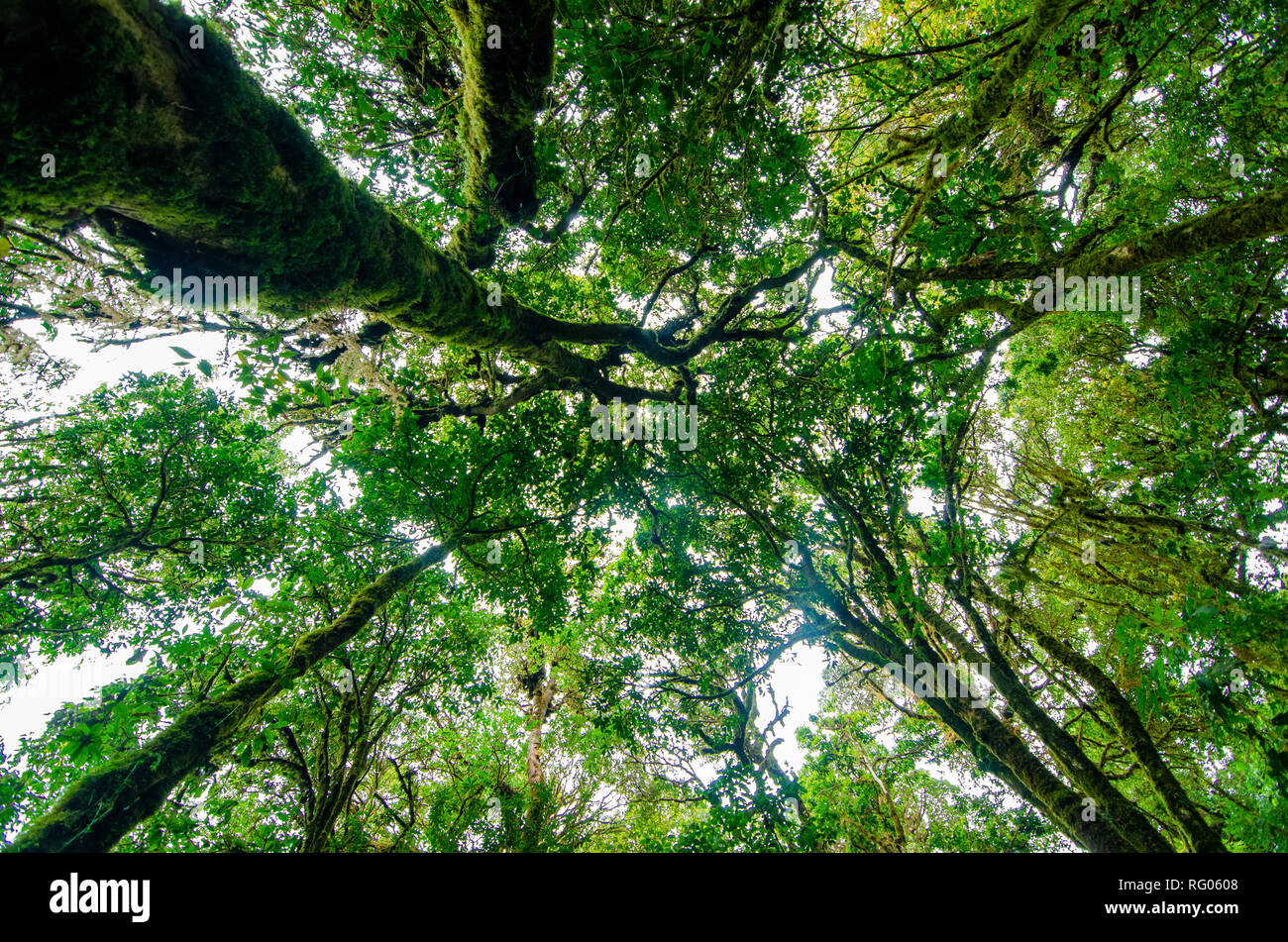 Beautiful rainforest ang ka hi-res stock photography and images - Alamy