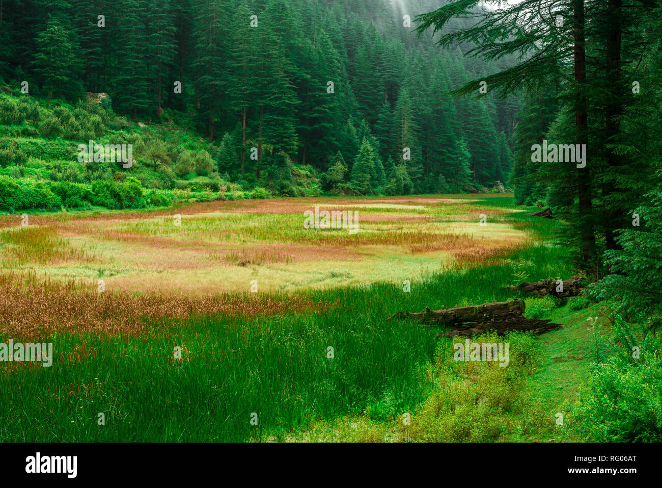 Grass covered punrik rishi lake in himalayas, Sainj Valley, Himachal ...