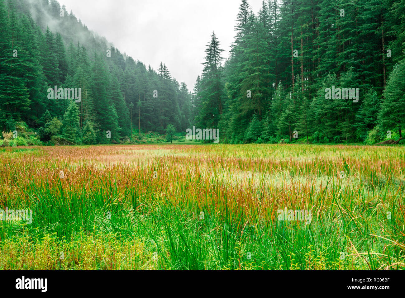 Grass covered punrik rishi lake in himalayas, Sainj Valley, Himachal ...