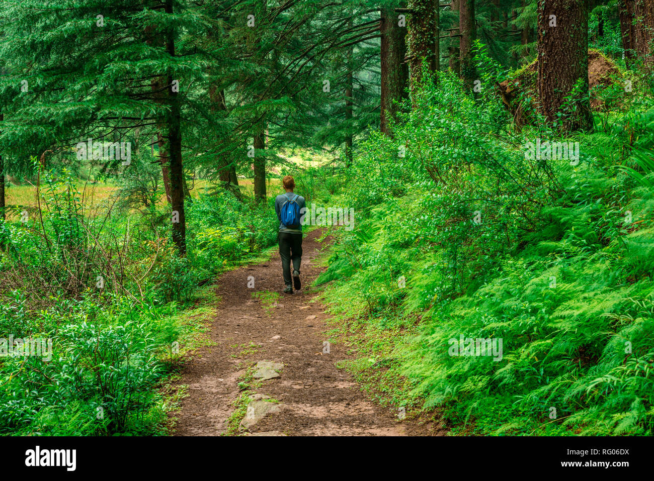 Man exploring dense tropical jungle and rainforest in himalayas, Sainj ...