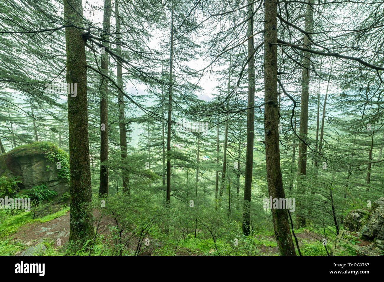 Trek surrounded by tall old trees in evergreen primeval forest of ...