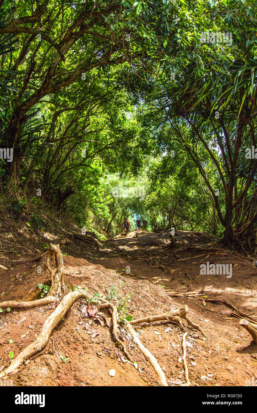 Coastal path at Hawaii Stock Photo - Alamy