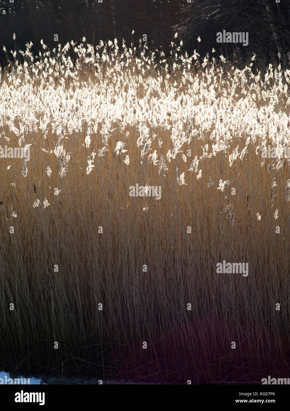 SWEDEN, Plant, photosynthetic, eukaryotes, Plantae, multicellular ...