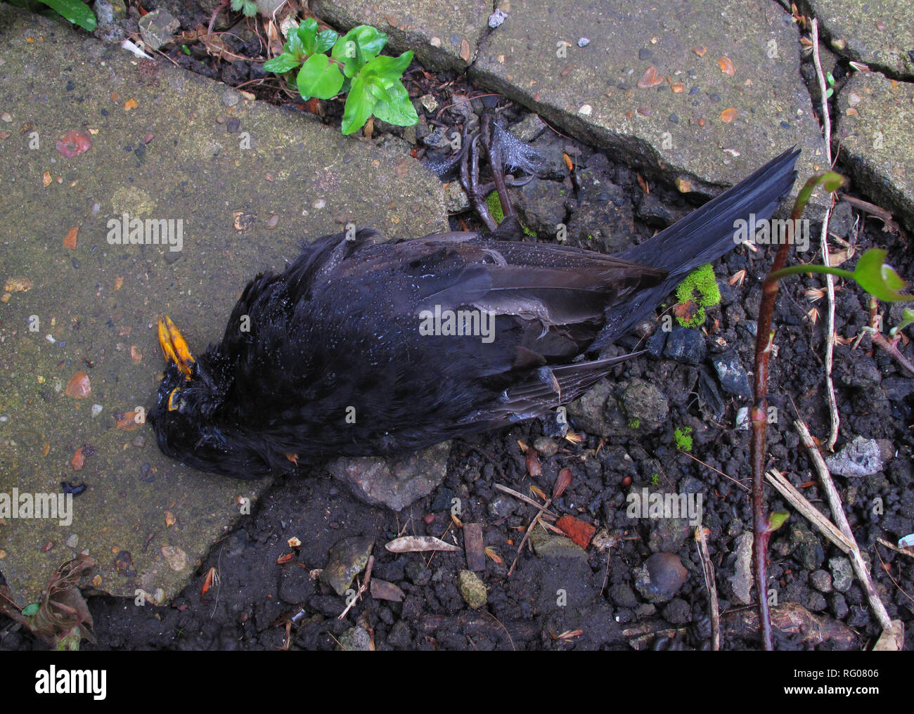 Black down common hi-res stock photography and images - Alamy