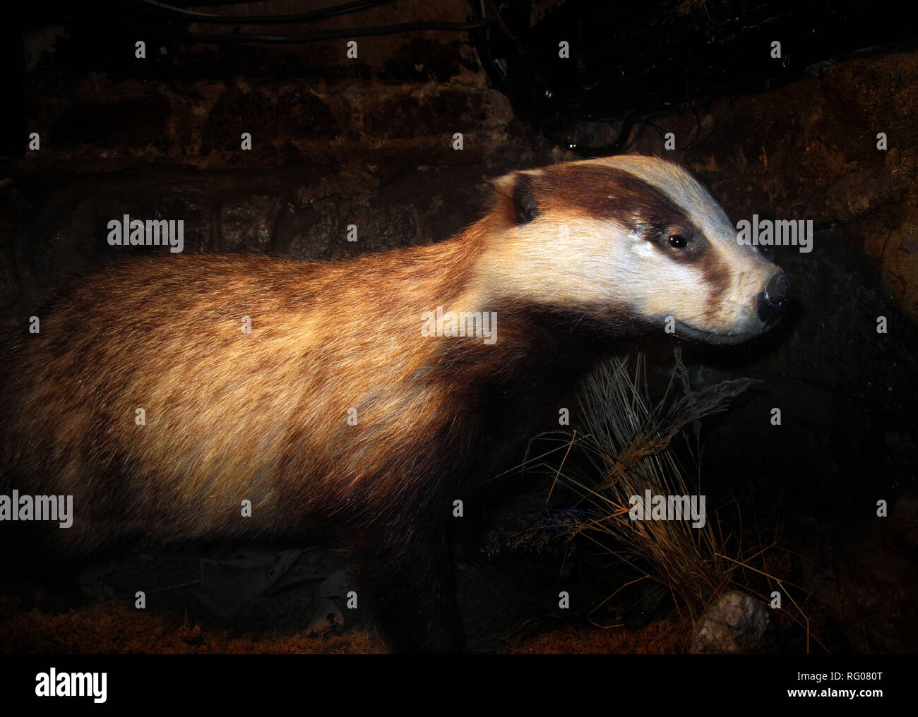 Taxidermy badger hi-res stock photography and images - Alamy