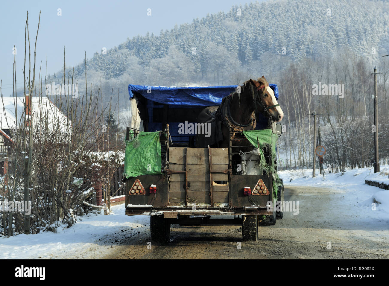 Train animal hi-res stock photography and images - Alamy