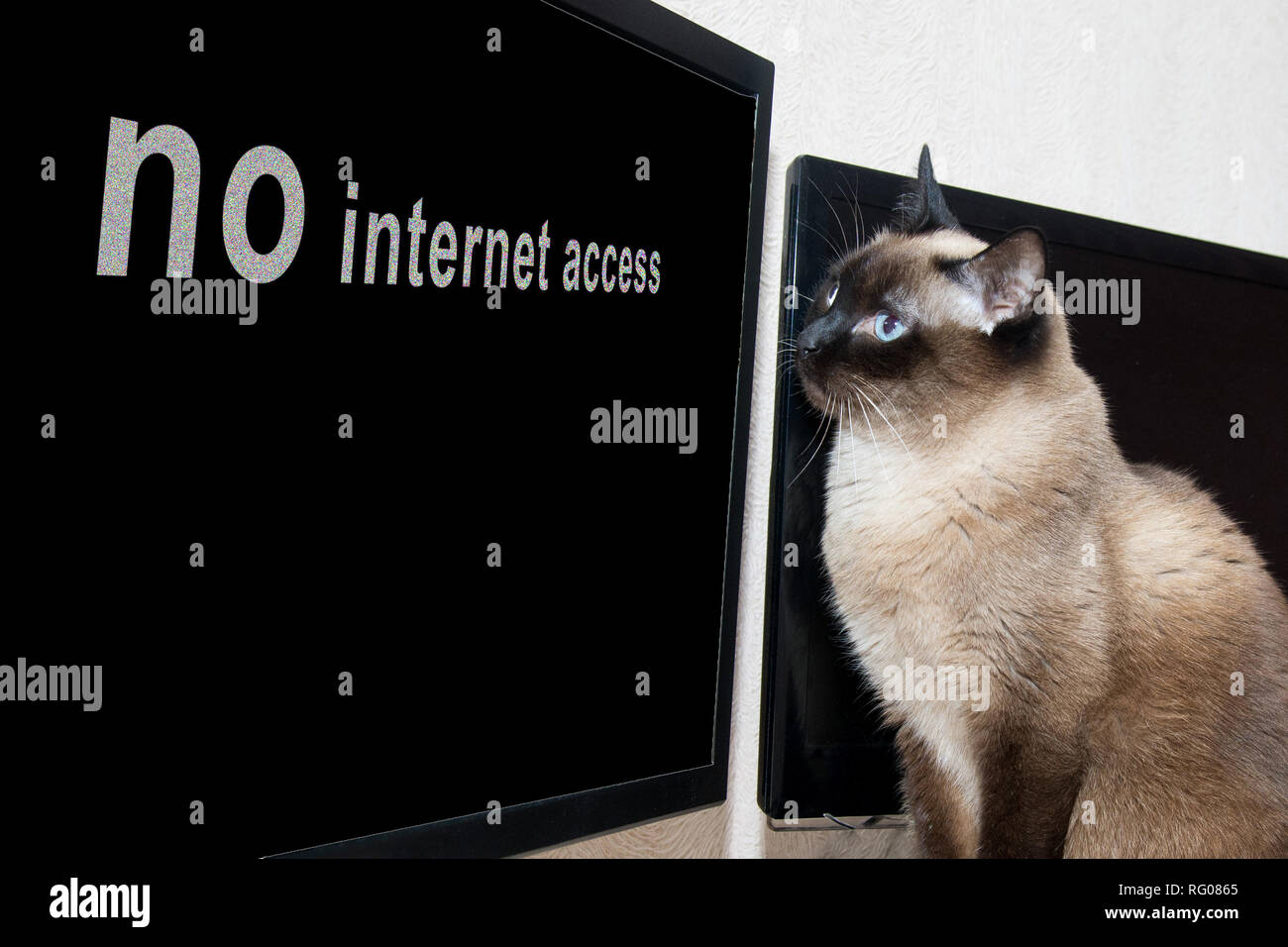 no internet access, Cat looks at the monitor screen. Animal, texture ...