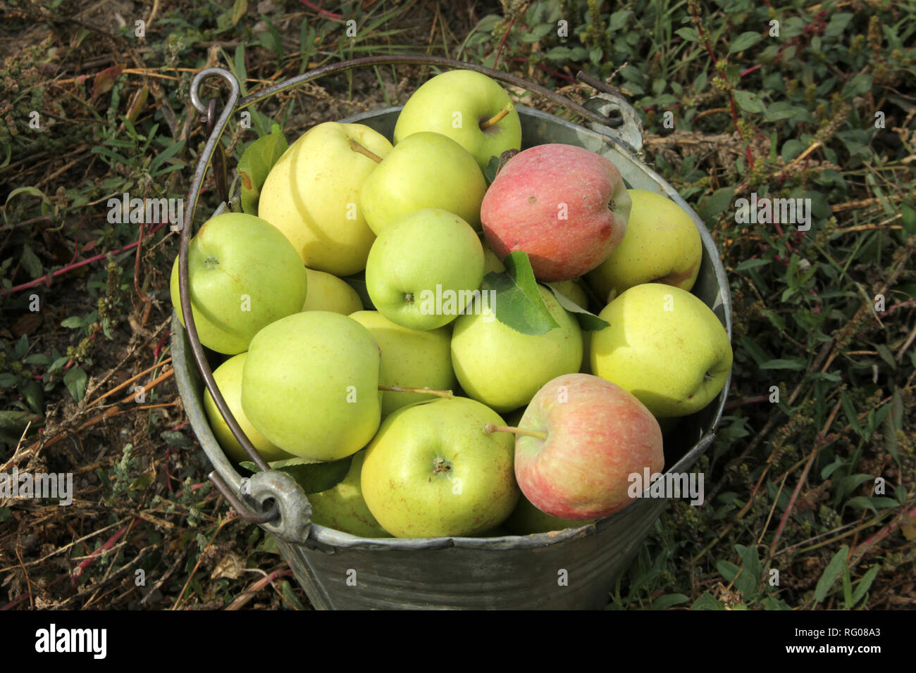 Empty apple tree in autumn hi-res stock photography and images - Alamy