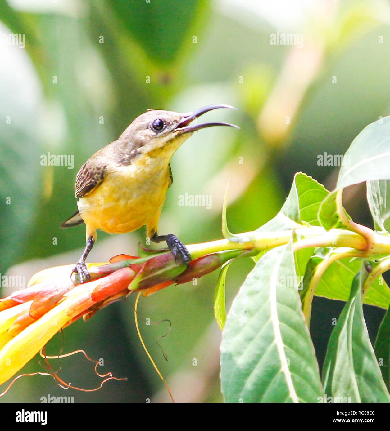 Sunbird Flight High Resolution Stock Photography and Images - Alamy