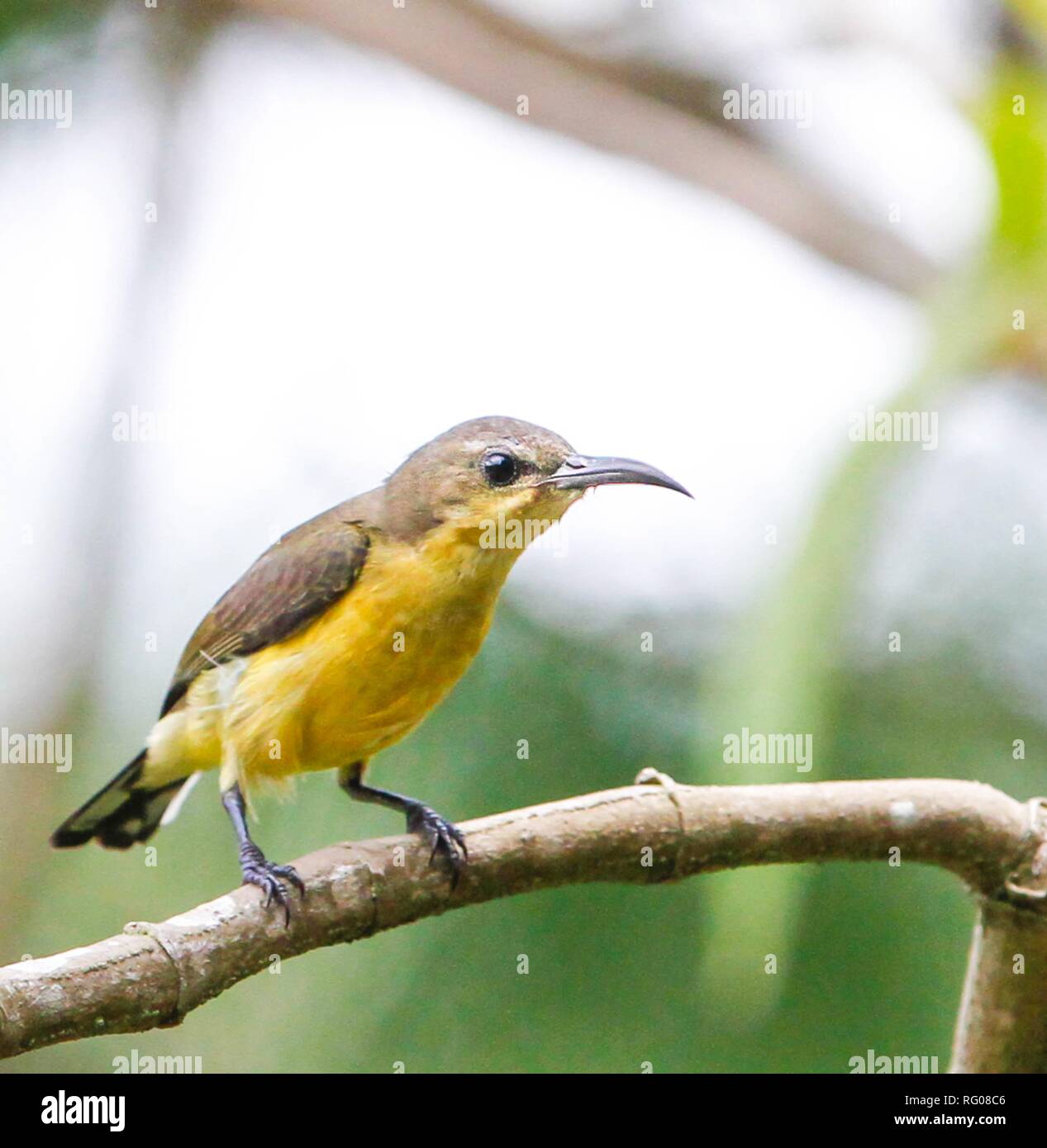 Sunbird Flight High Resolution Stock Photography and Images - Alamy