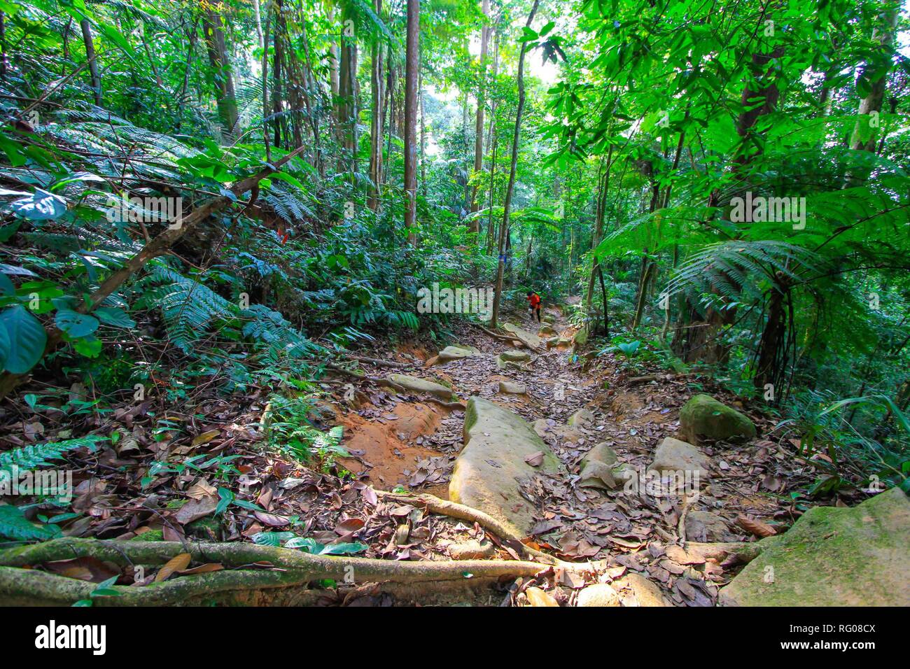 Man hiking tropical rainforest trail hi-res stock photography and ...