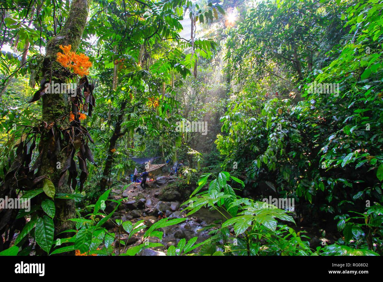 Tropical jungle in asia continent Stock Photo - Alamy