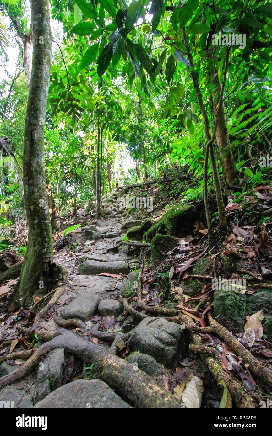 Hiking trail in a tropical forest Stock Photo - Alamy