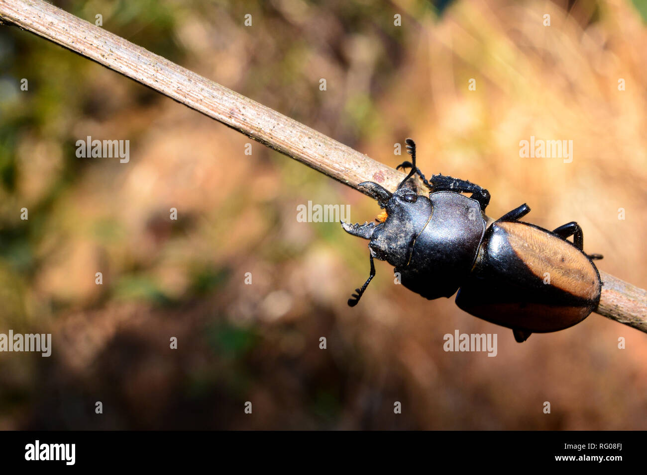 Rhinoceros beetle, Rhino beetle, Hercules beetle, Unicorn beetle, Horn ...