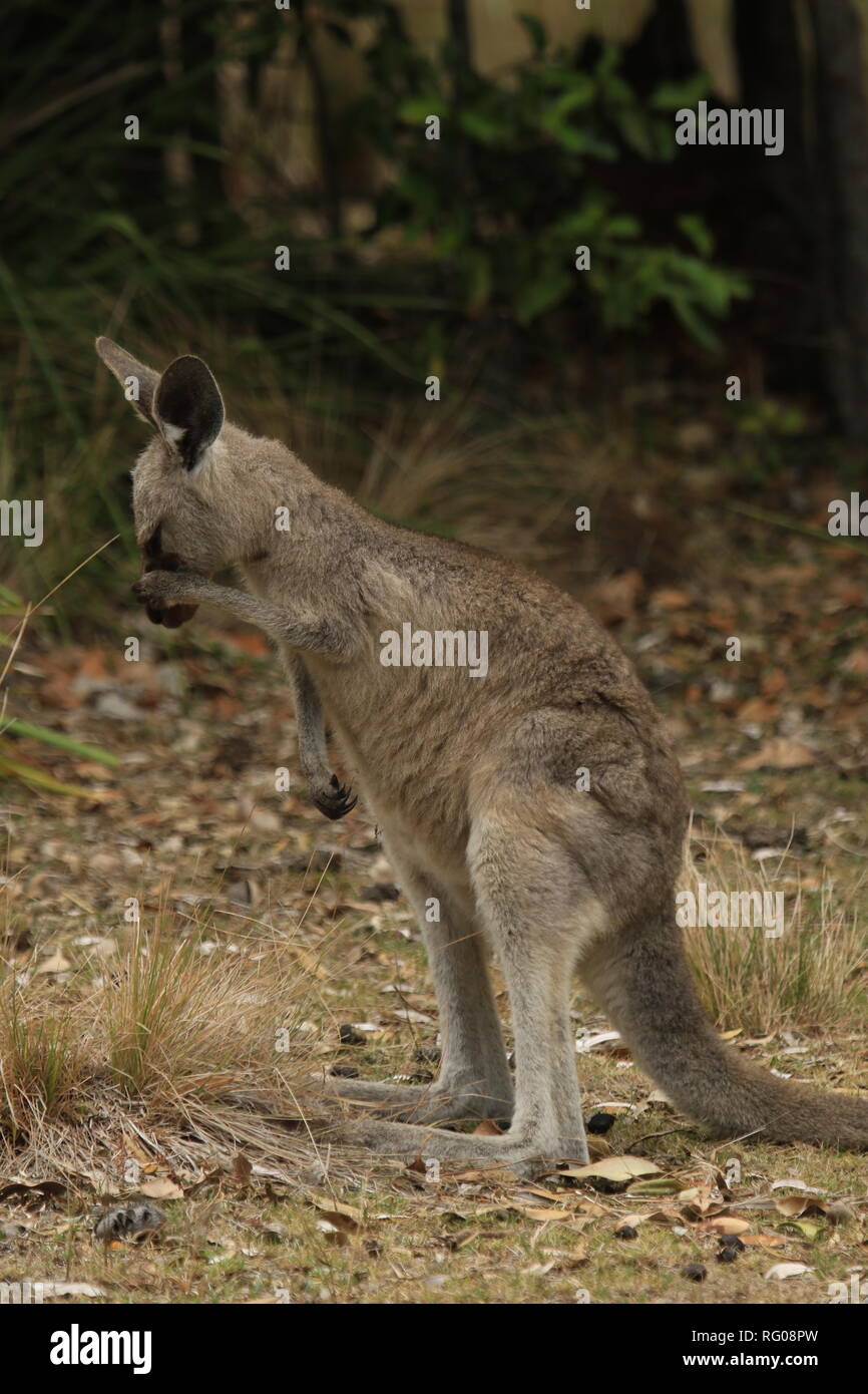 Animal wildlife kangaroo island hi-res stock photography and images - Alamy