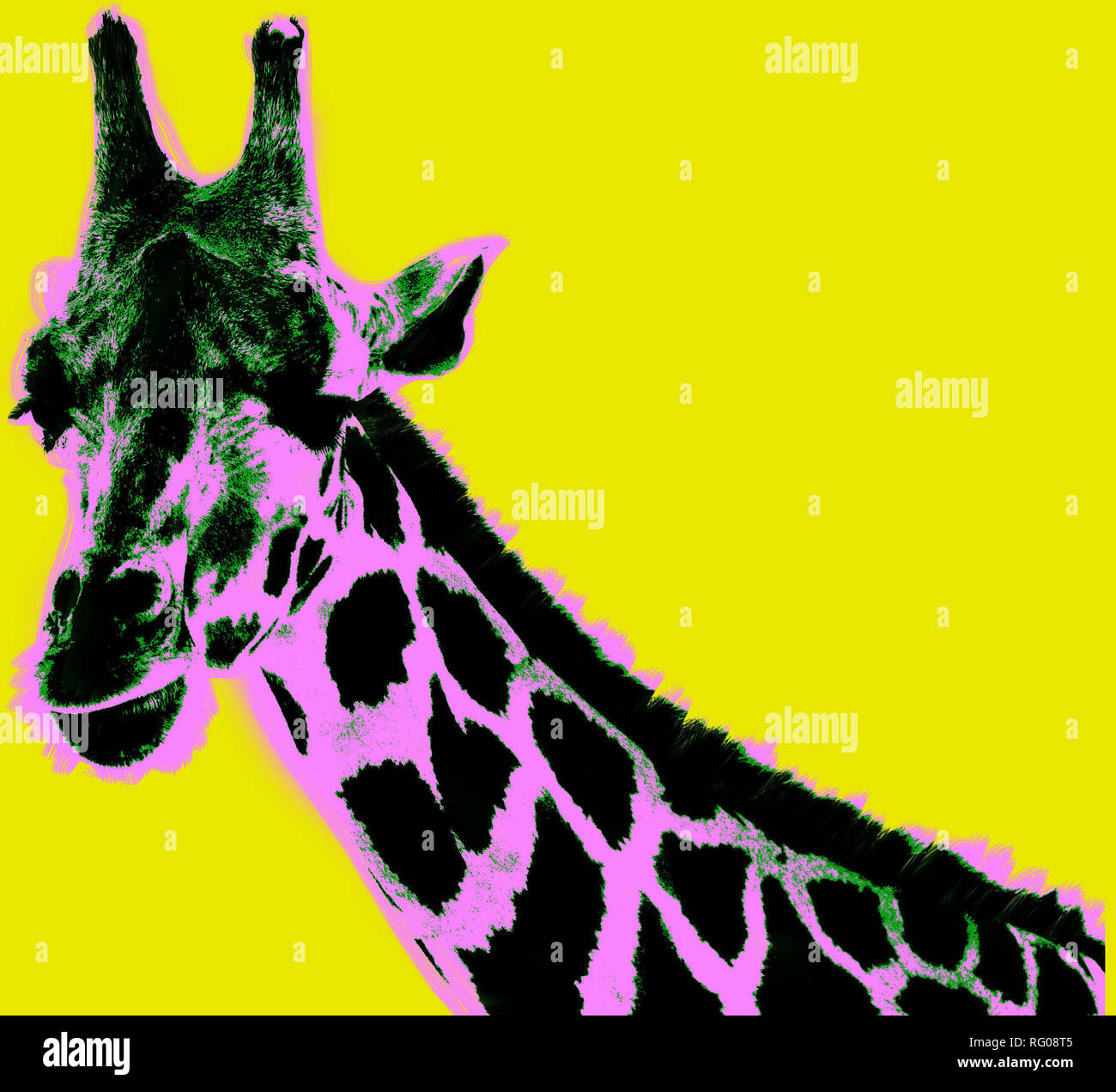 Picture with giraffe over yellow background Stock Photo - Alamy