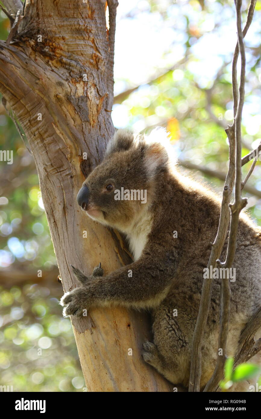 Koala Bear Australia Stock Photo - Alamy
