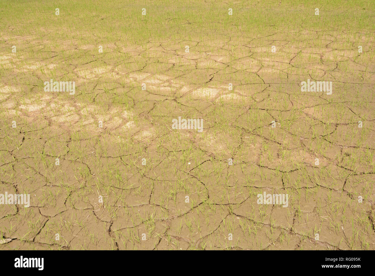 Texture of cracks in the ground tree growing on cracked ground Stock ...