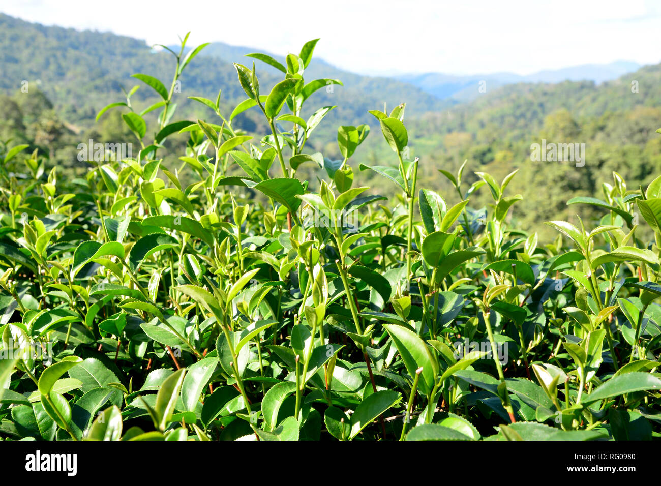 Green tea bud and fresh leaves. Tea plantations in mountain Stock Photo ...