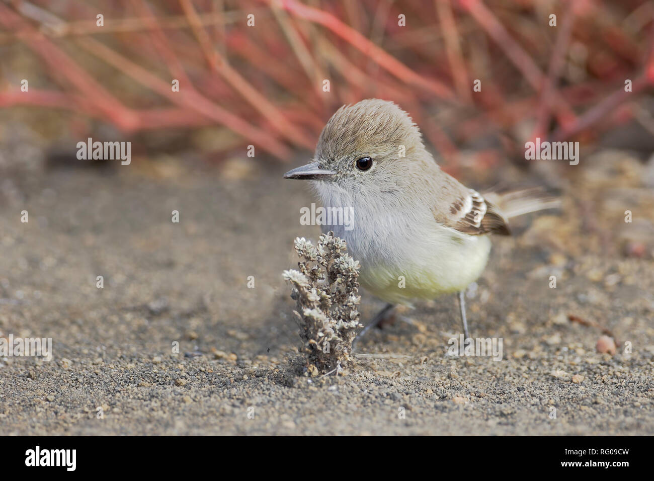 Galapagos flycatcher (Myiarchus magnirostris), Puerto Egas, Santiago ...