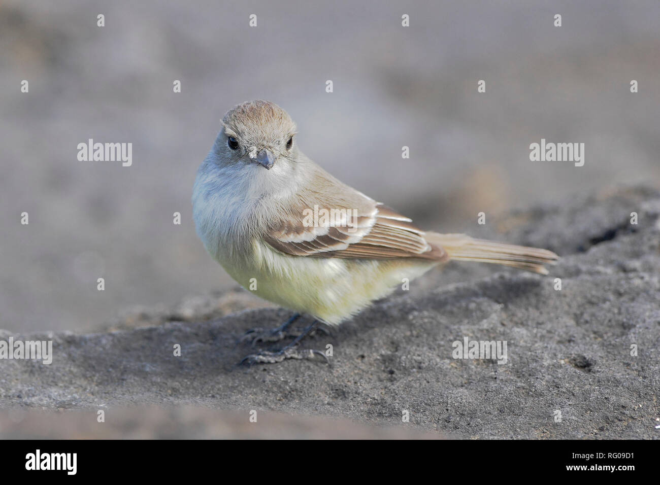 Galapagos flycatcher (Myiarchus magnirostris), Puerto Egas, Santiago ...