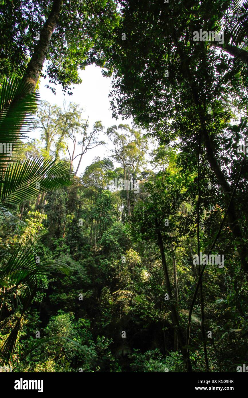Tropical jungle in asia continent Stock Photo - Alamy