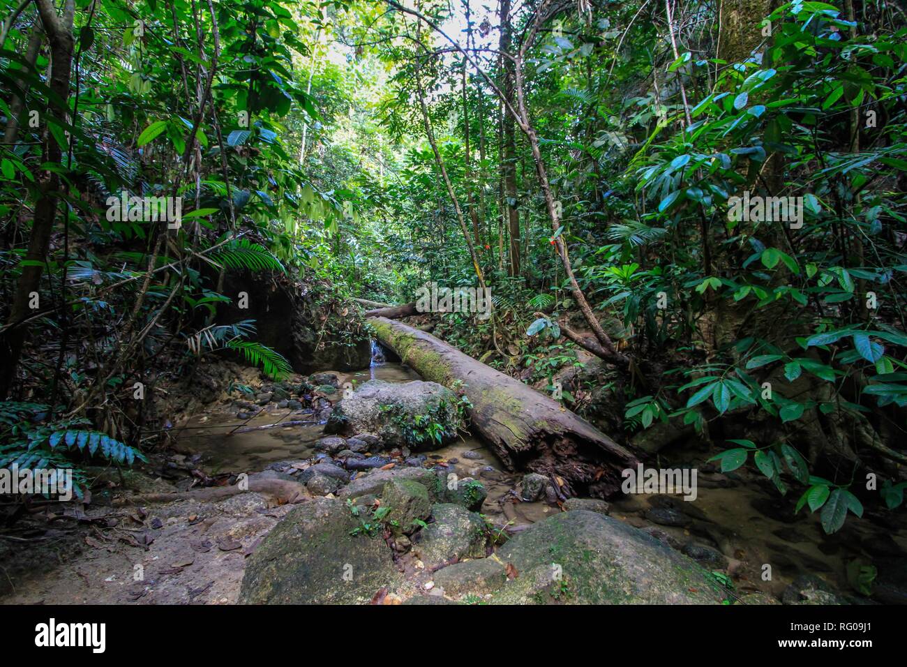 Tropical jungle in asia continent Stock Photo - Alamy