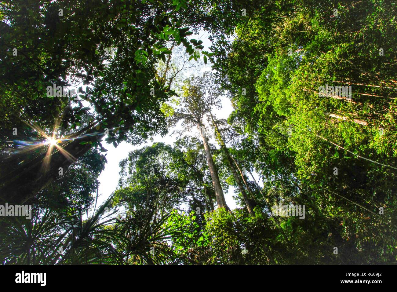Tropical jungle in asia continent Stock Photo - Alamy
