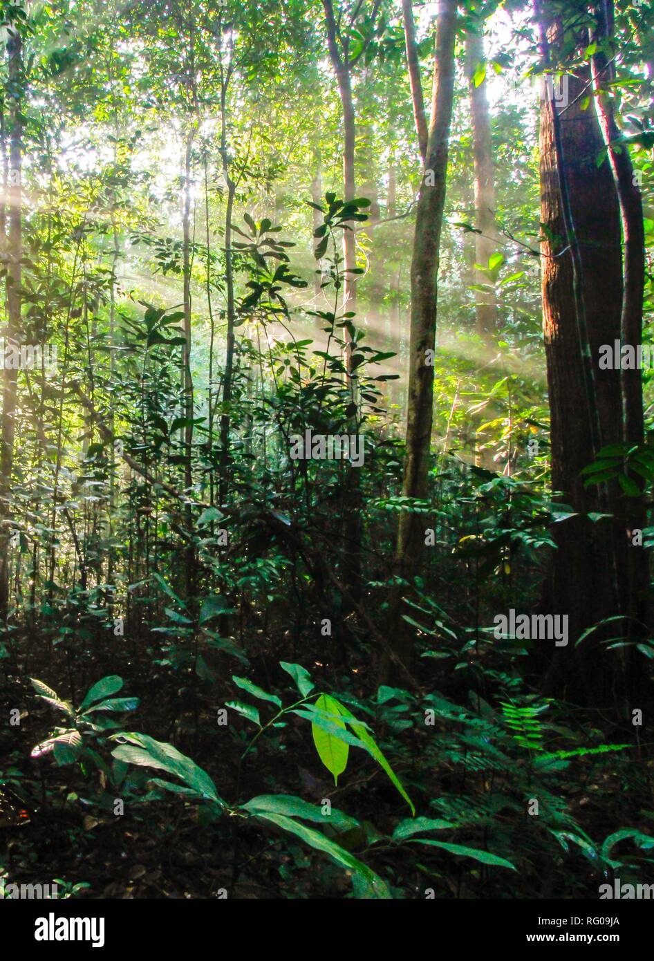 Tropical jungle in asia continent Stock Photo - Alamy