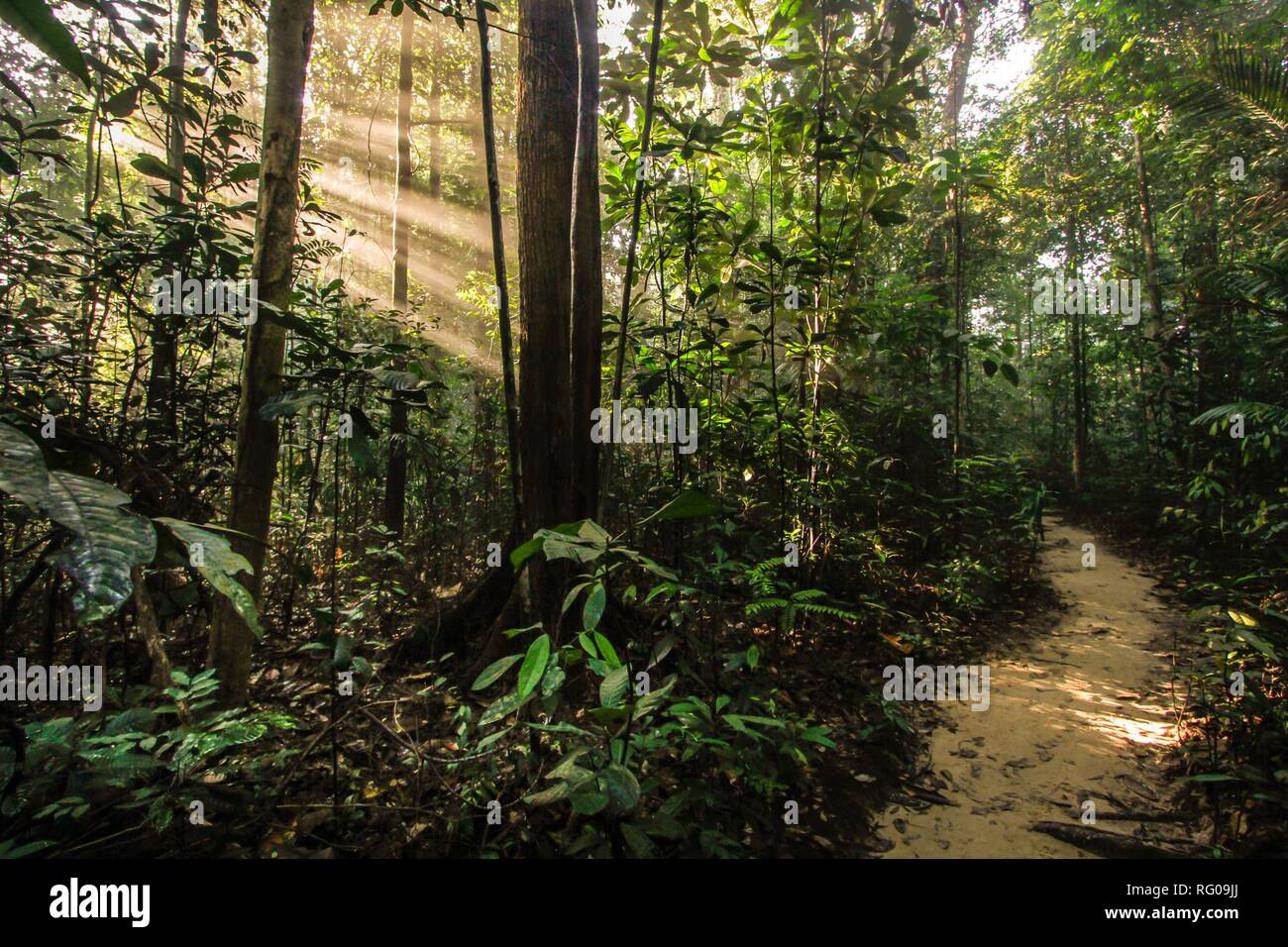 Tropical jungle in asia continent Stock Photo - Alamy