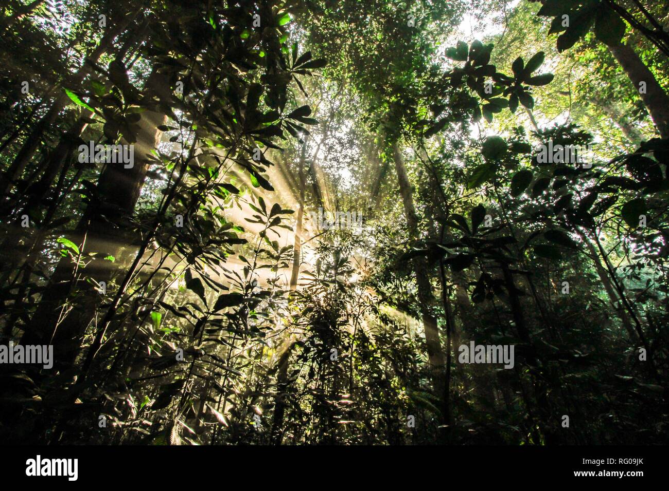 Tropical jungle in asia continent Stock Photo - Alamy