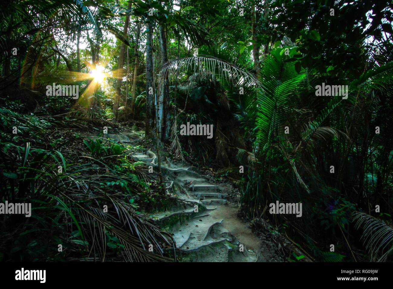Tropical jungle in asia continent Stock Photo - Alamy