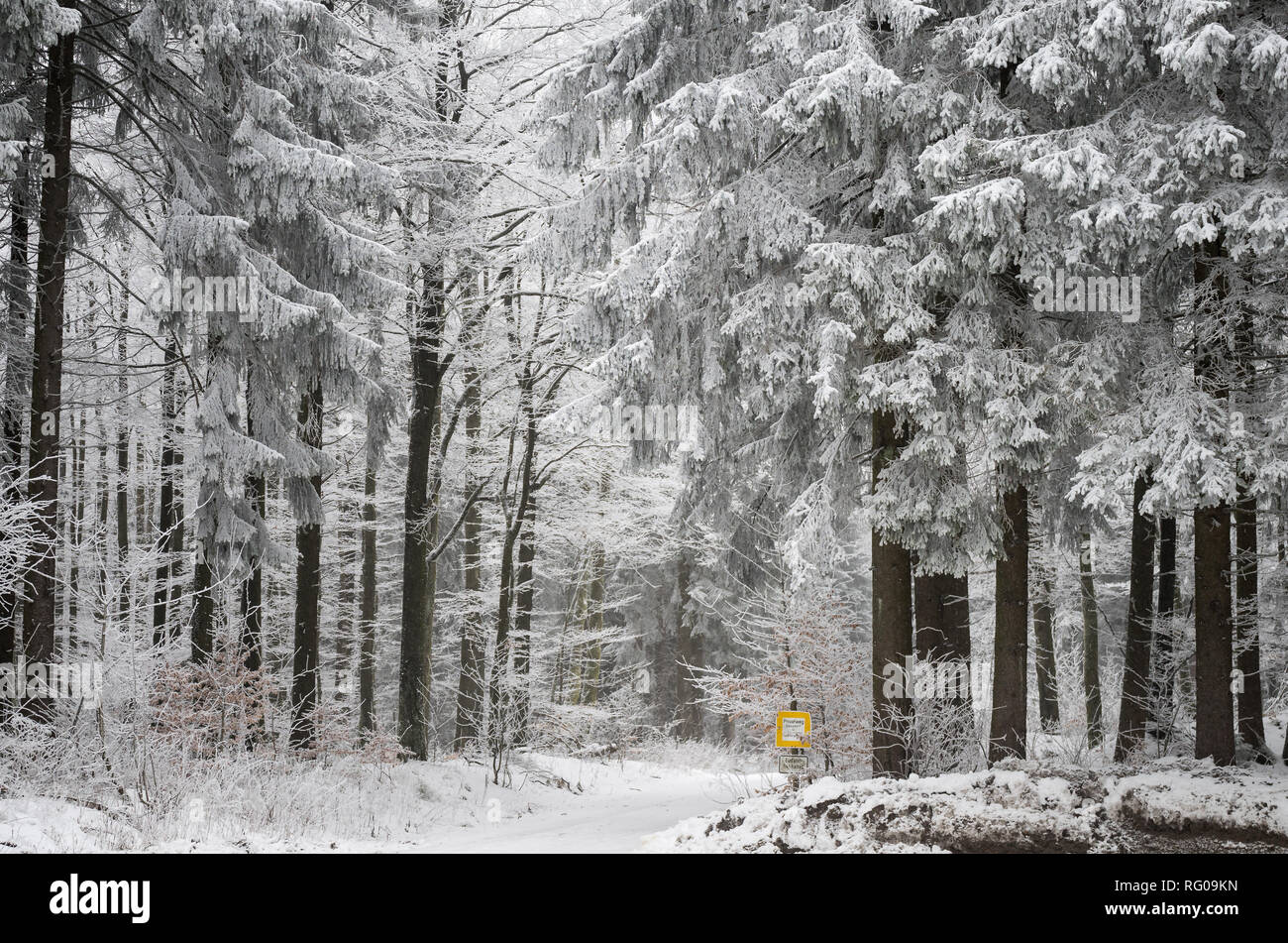 Marchenwald hi-res stock photography and images - Alamy