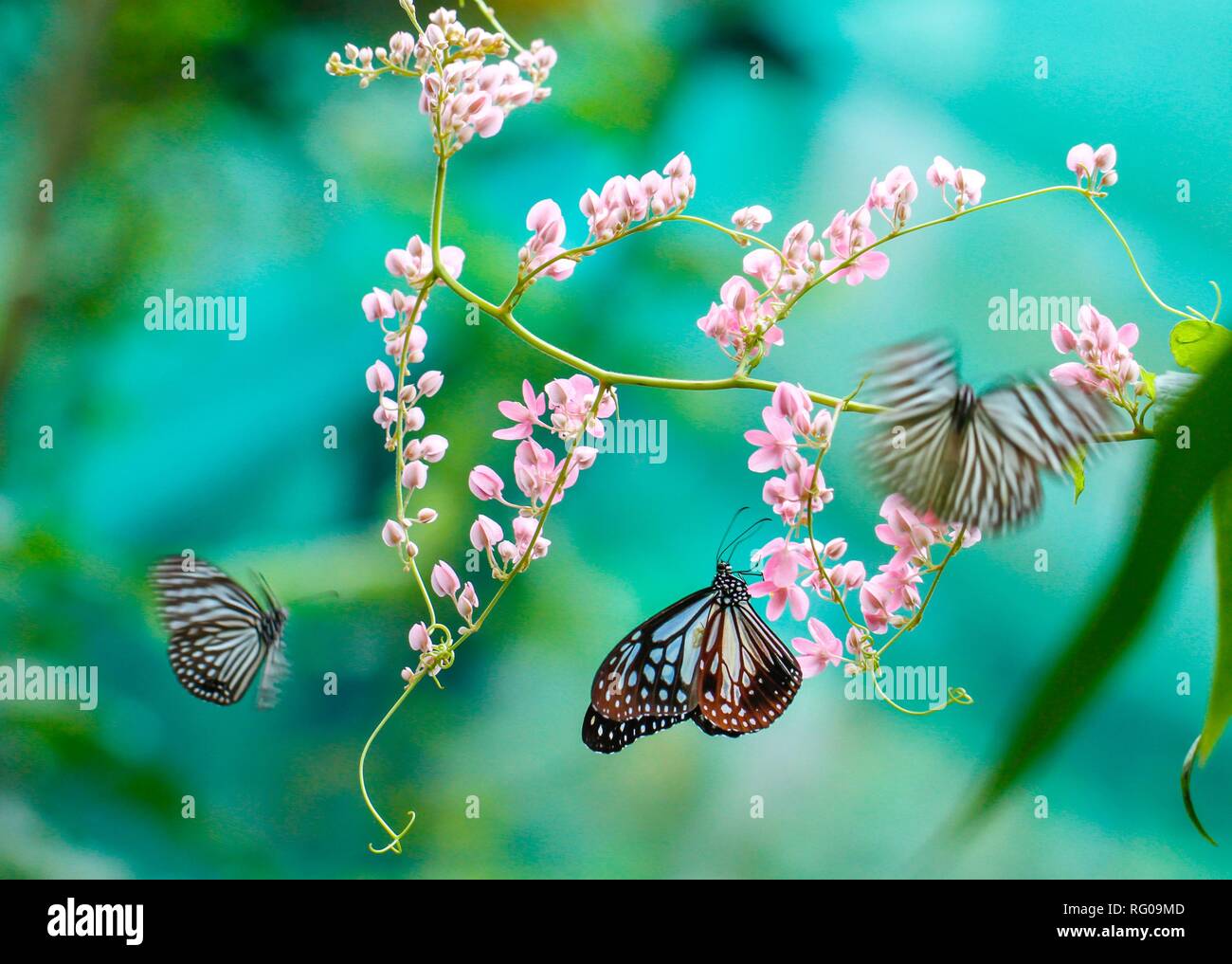 Colorful butterflies in a butterfly park Stock Photo - Alamy